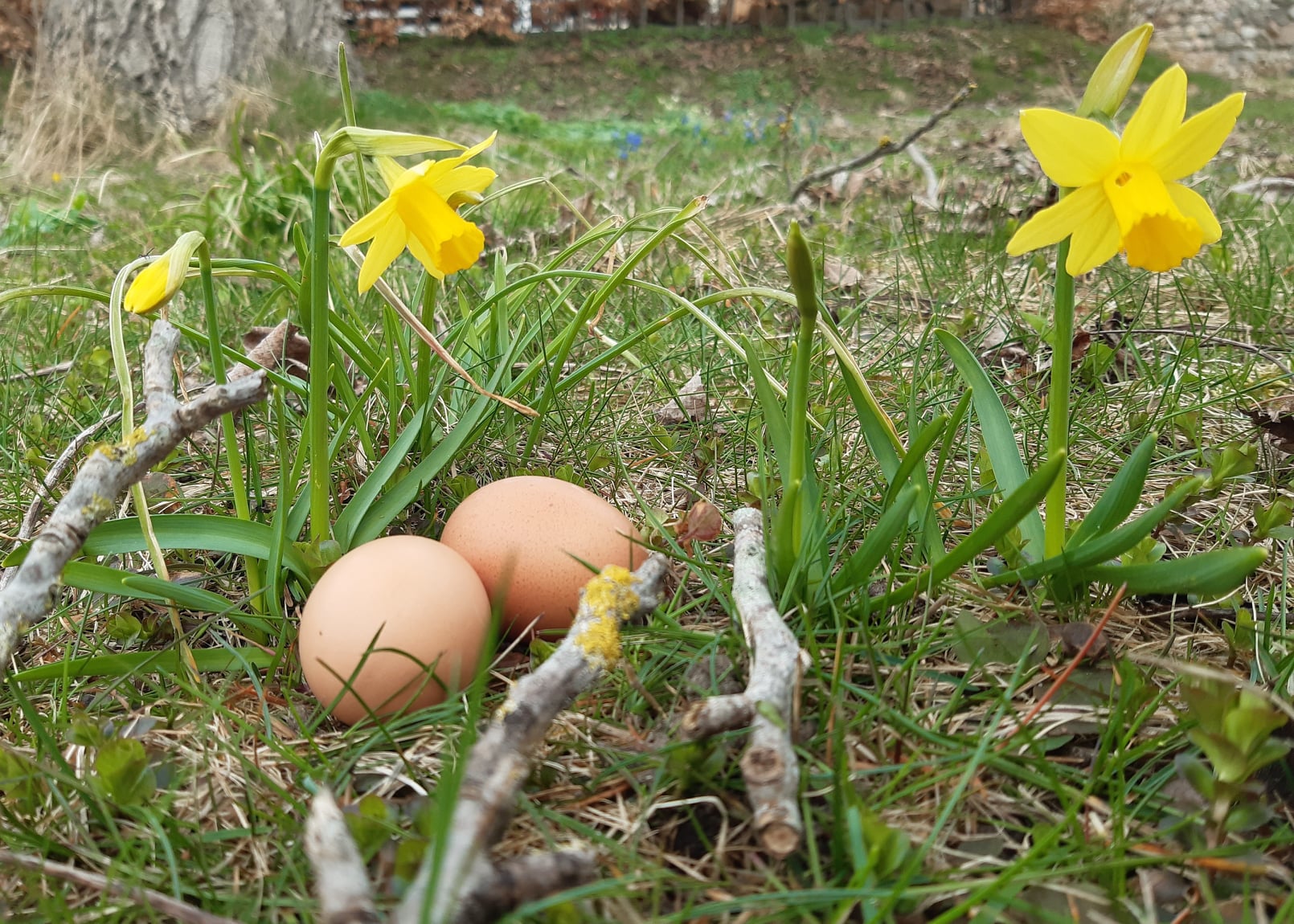 Gurre Skovhave – et lille økologisk landbrug med "alt godt fra haven ...